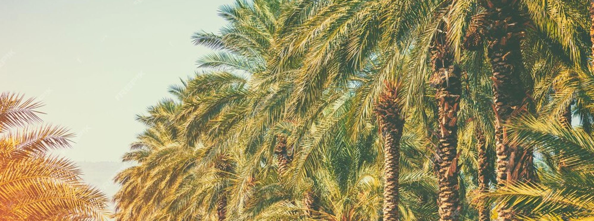 NEPTUS DATTES Tunisia | Grower and exporter of natural, on brunch, in ...